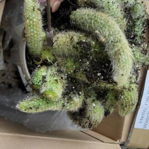 Live Texas Privet/ Ligustrum Japonicum Texanum Come With a One-gallon ...