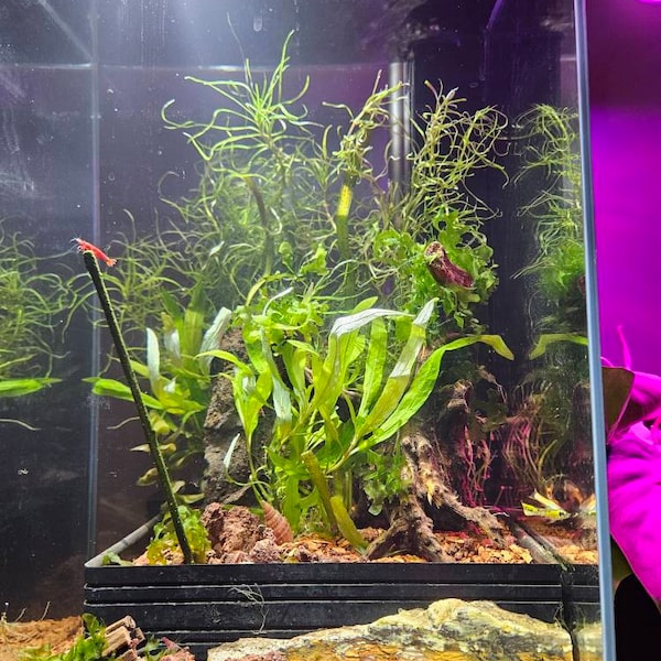 X2 Subwassertang Moss on Cholla Wood - Shrimp Hideout & Betta Aquarium ...