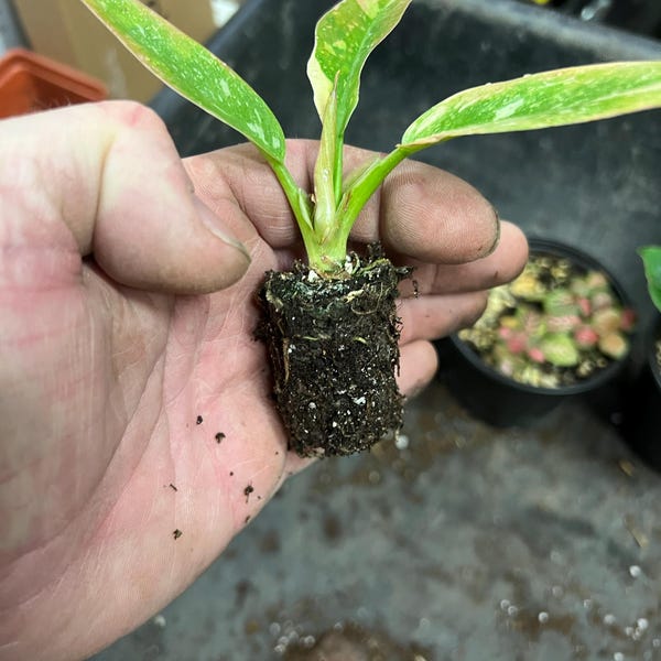 Alocasia Pink Princess Starter Plant (ALL STARTER PLANTS Require You to ...