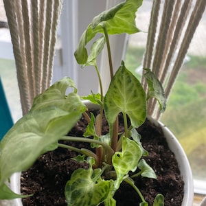 Syngonium Batik Starter Plant all Starter Plants Require You to ...