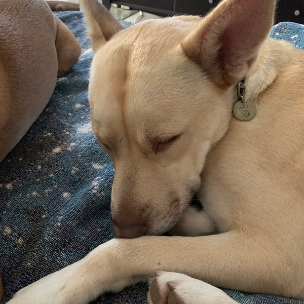 Wild & Beautiful Handstamped Hexagon Pet ID Tag Personalized Pet/dog ID ...