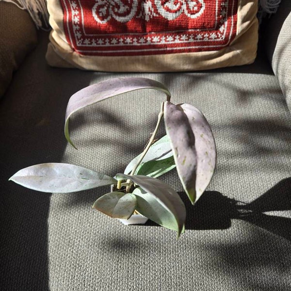 Scindapsus Exotica Hologram Variegated Rooted Bottom Cutting Active ...