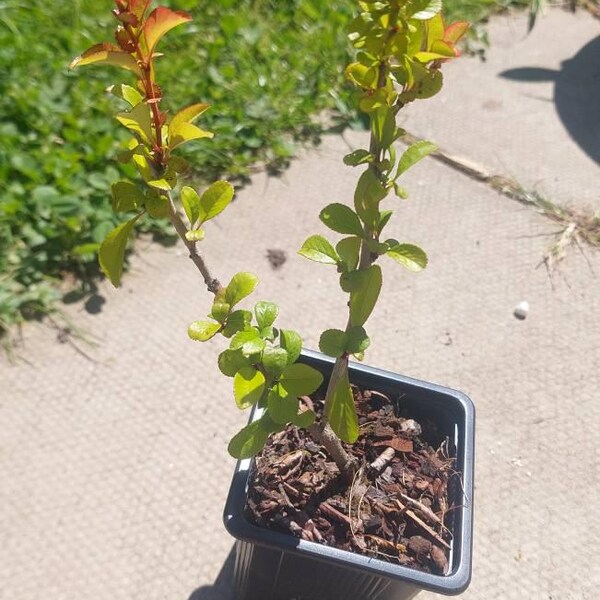 Rose 'fantastic at 60' - Happy Birthday Rose Gift Wrapped With Huge Bow ...