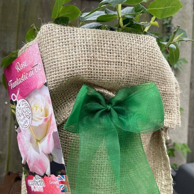 Happy Retirement Rose Bush Gift Wrapped Help A Colleague or Friend ...