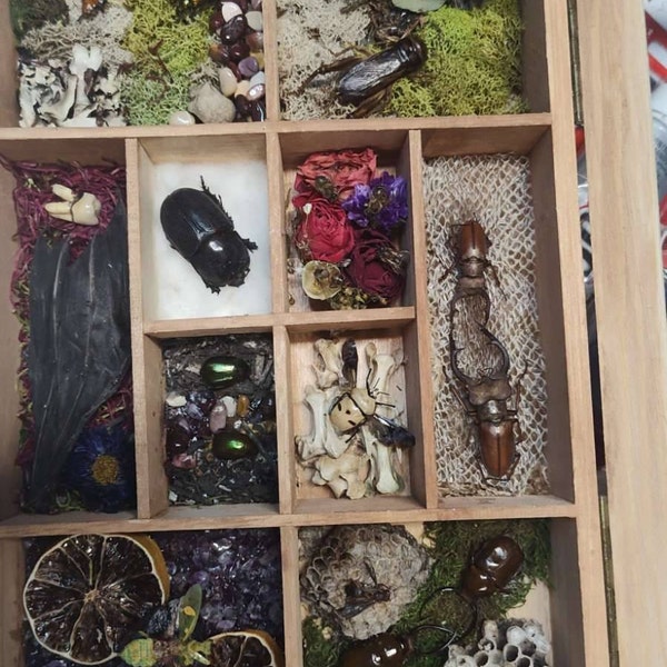 15 Real Assorted Beetles Bees Cicada Scorpion Butterfly - Preserved ...