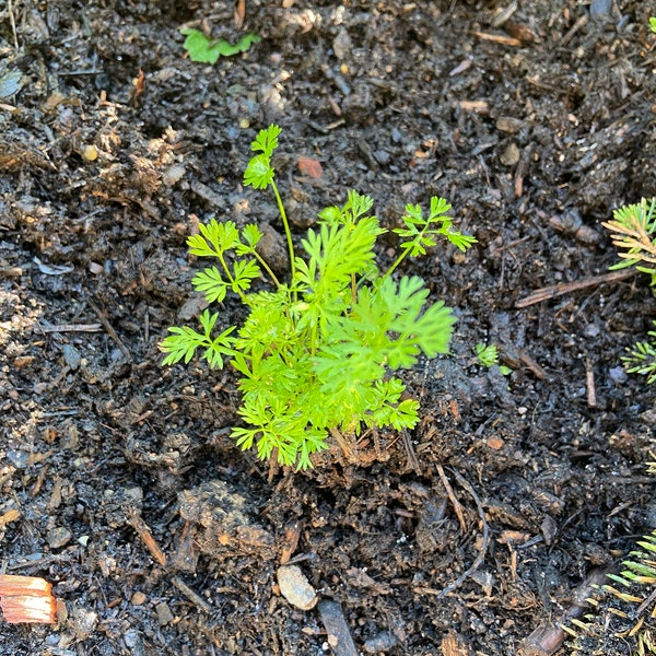 Mizuna Japanese Green Mustard Seeds Collector Shipper: Natural ...