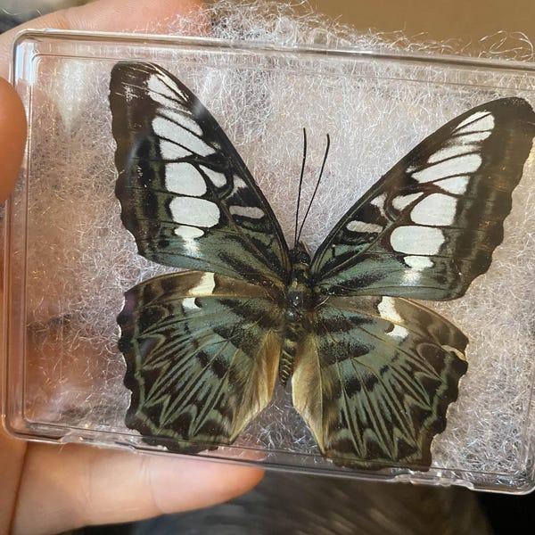 Real Butterfly Specimen, Preserved Butterfly, Spread Butterflies, Blue ...