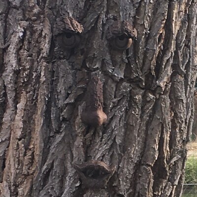 Tree Face - Etsy