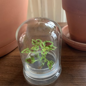 Rainbow Floral Terrarium Self Grow, Maintenance Free coleus 4 Dom - Etsy