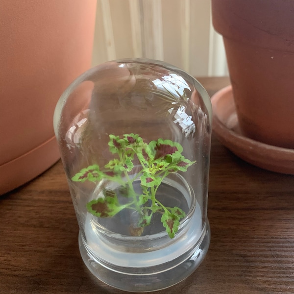 Rainbow Floral Terrarium - Self Grow, Maintenance Free -coleus - 4" Dom ...