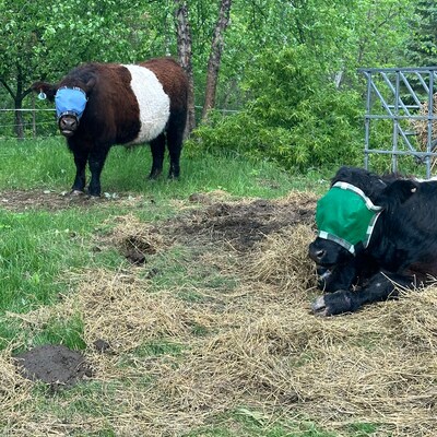 Goat/sheep Fly Masks With & W/o Horns Dual Adjustable Made to Order - Etsy