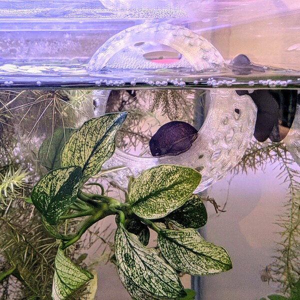 Betta Fish Cave Lounge Hammock, Aquarium Decor to Swim-through, Hide ...