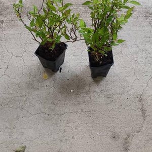 ORIGANUM 'AMETHYST FALLS' - Ornamental Oregano - Starter Plant - Etsy