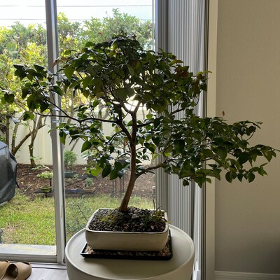 Surinamese Stick Pea Powder Puff Bonsai Tree winter - Etsy
