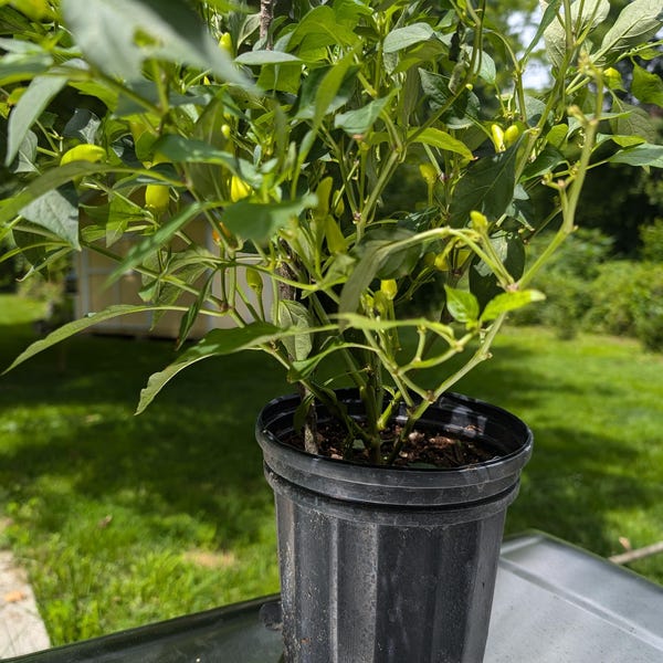 Fresh Whole Burdock Root, Gobo Root - Etsy