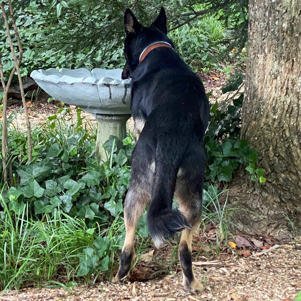 Aged Leather Belt Studded. Skull Loop Design. 2 Inches Wide. BLACK - Etsy