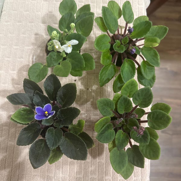 2" Mini African Violets Set (2 Assorted Plants) - Etsy