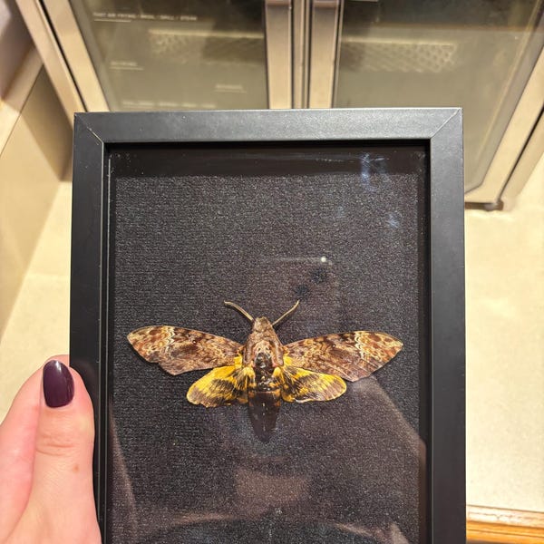 Complete Butterfly Mounting Kit With Spreading Board, PRESERVED ...