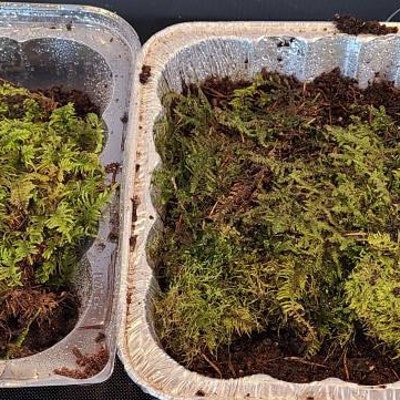 Real Dried Mix Moss Craft Making Moss for Crafts Fairy Garden Moss ...