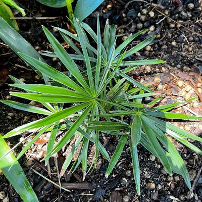 Fresh Organic Bay Rum Leaves pimenta Racemosa west Indian Bay Rum - Etsy