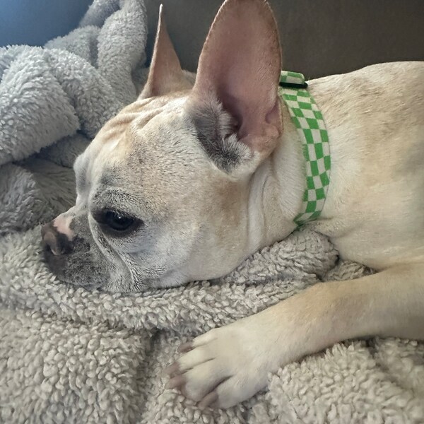 Lime Green Groovy Checkered Dog Collar, Custom Boy Dog Collar Y2k ...