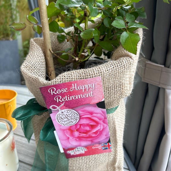 Happy Retirement Rose Bush Gift Wrapped - Help A Colleague or Friend ...
