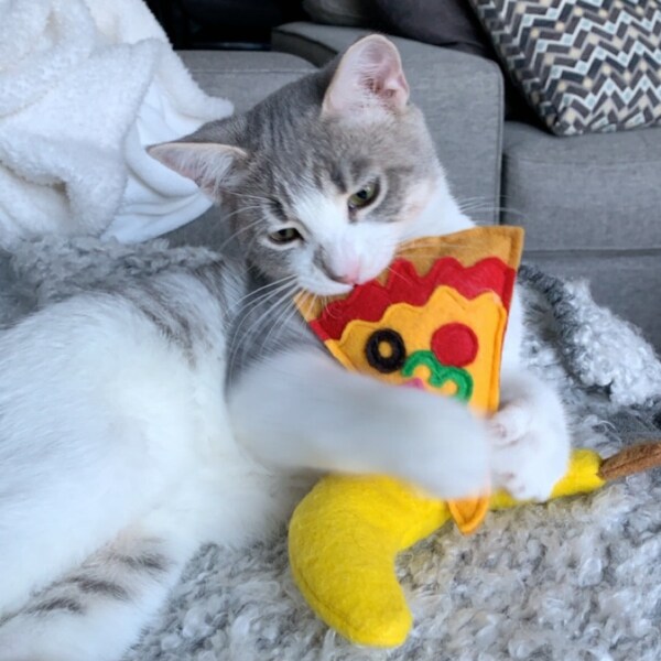 Cat Toys Catnip Pizza Catnip Toy for Cat Gift for Cat Lover Organic ...