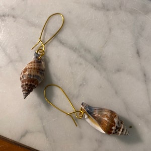 Real Natural Tiny Conch Shell Seashell Aquamarine Gemstone | Etsy