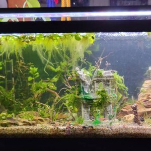 Live Aquarium Plants, Mix Moss Subwassertang, Round Pelia, Monosolenium ...
