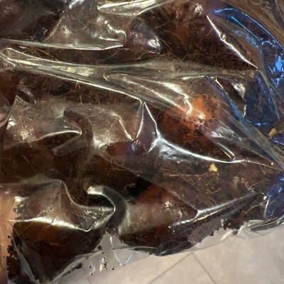 Roemers Fescue festuca Roemeri .5 Gram, 500 Seeds - Etsy