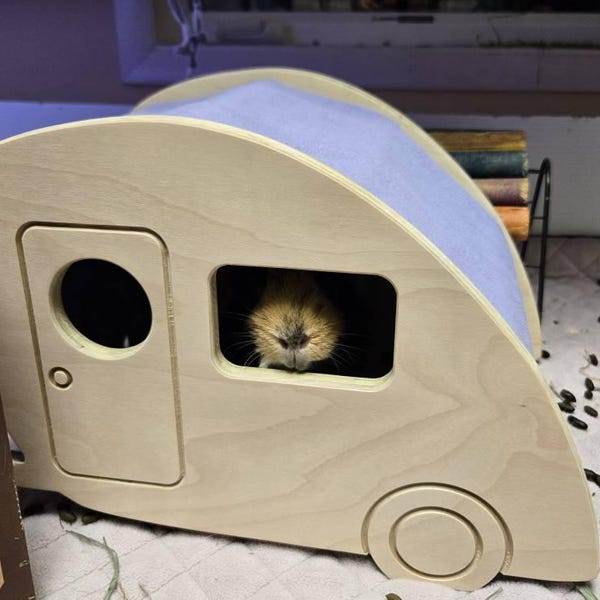 Guinea Pig Name Tag, Guinea Pig Accessories, Guinea Pig Cage ...