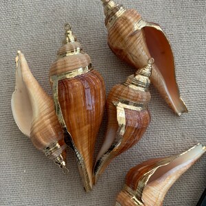 5/10/20pcs Natural Sea Shells Cowrie Shell Gold Plated Shell Pendants ...