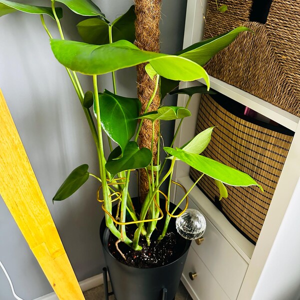 Monstera Shaped Plant Support Gold Coloured - Etsy