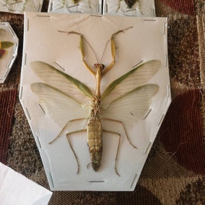 Large Indonesian Purana Cicada Spread Beautiful Orange Real Insect Bug ...