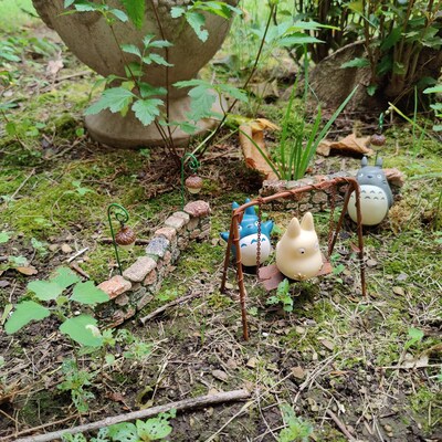 2 Pack Pixie Cup Live Lichen Moss for Terrariums Fairy Gardens - Etsy