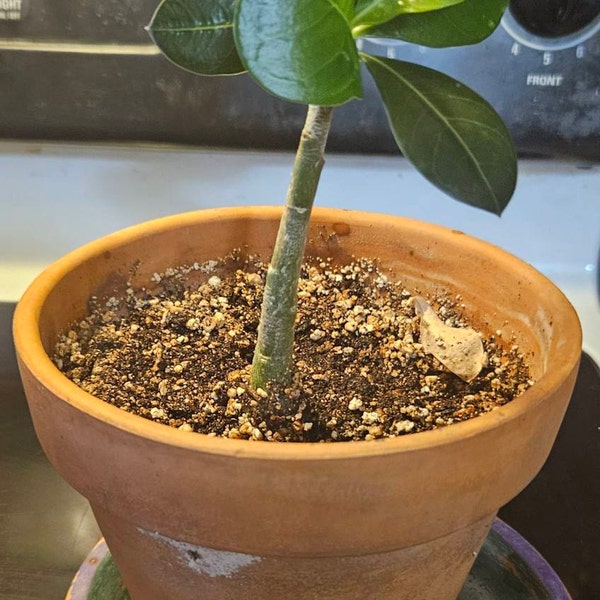 Desert Rose Purple Plum Starter Plant **(ALL Plants Require You to ...