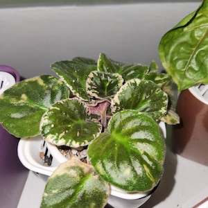 Lyons Private Dancer African Violet Starter Plant ALL PLANTS Require ...