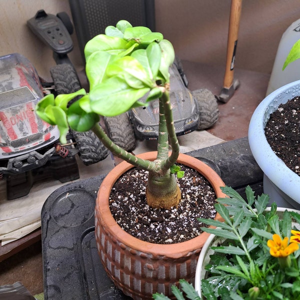 Rare Adenium Obesum Arabicum, Beautiful White Flowers Fat Caudex ...