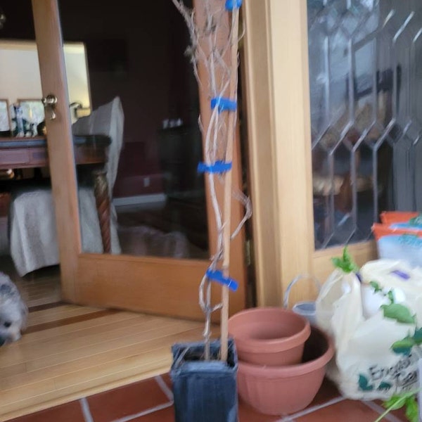 Murraya Paniculata,orange Jasmine Live Plant Well Rooted 6” Tall in 4 ...