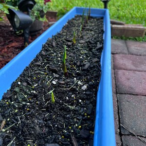 2 Raspberry Plants Joan J Completely Thornless Everbearing - Etsy