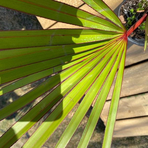 Red Latan Palm Tree: (latania Lontaroides) Rare Tropical Palm. 3 Gallon ...