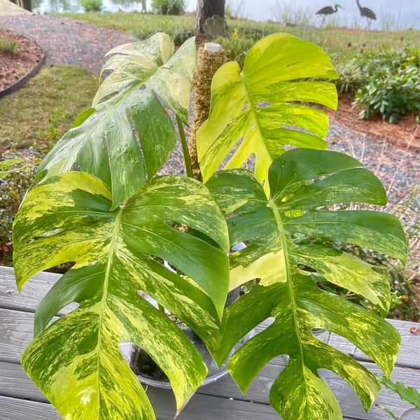 Nono Banana (musa Pink Variegated) Medium Size - Etsy