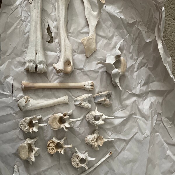 Skull/bone Dream-catcher/chime With Feathers - Ceremonial Piece Voodoo ...