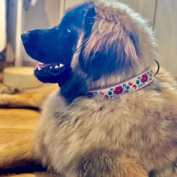 Dog Neck Band With Name. Custom Pet ID. Engraved Dog Collar. Custom Cat ...