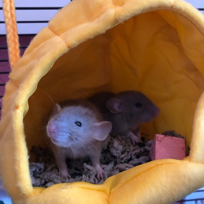 Tiny Flavored Balsa Triangles pkg of 20 Fruit Flavored Chew - Etsy