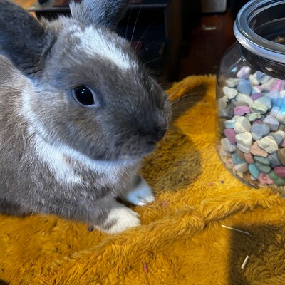 BUNNY-CINOS Forage Blend for Rabbits, Cute Pet Bunny Treats, Starbucks ...