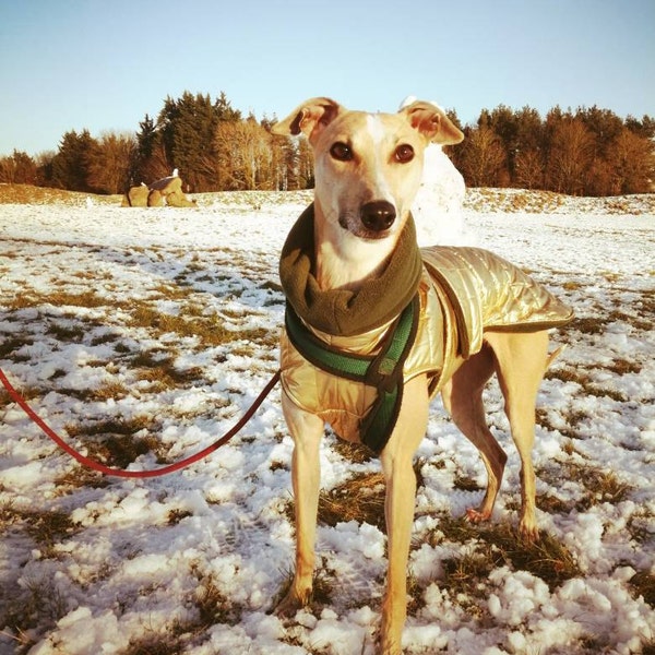 Gold Patent Warm, Waterproof Winter Coat for Whippets, Sighthounds and ...