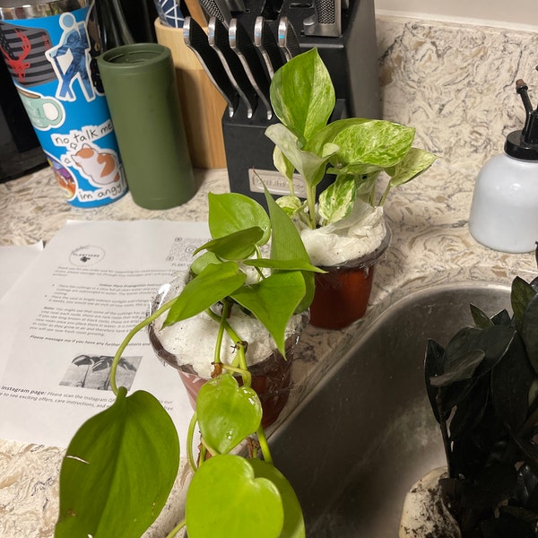 Manjula Pothos - RARE Variegated Manjula Pothos Rooted Plants - White ...