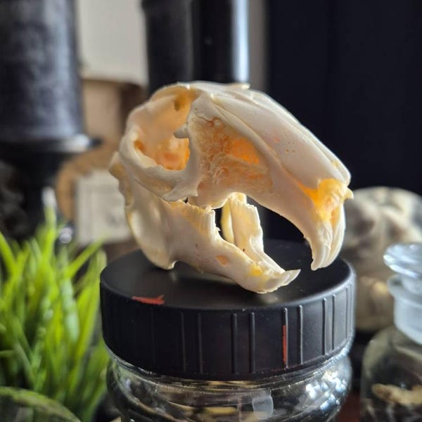 Natural Various Types Skull DIY Specimen Teaching Model - Etsy