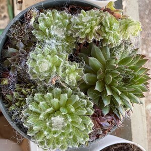 Peperomia ruby Cascade Trailing Succulent, Indoor Plant - Etsy